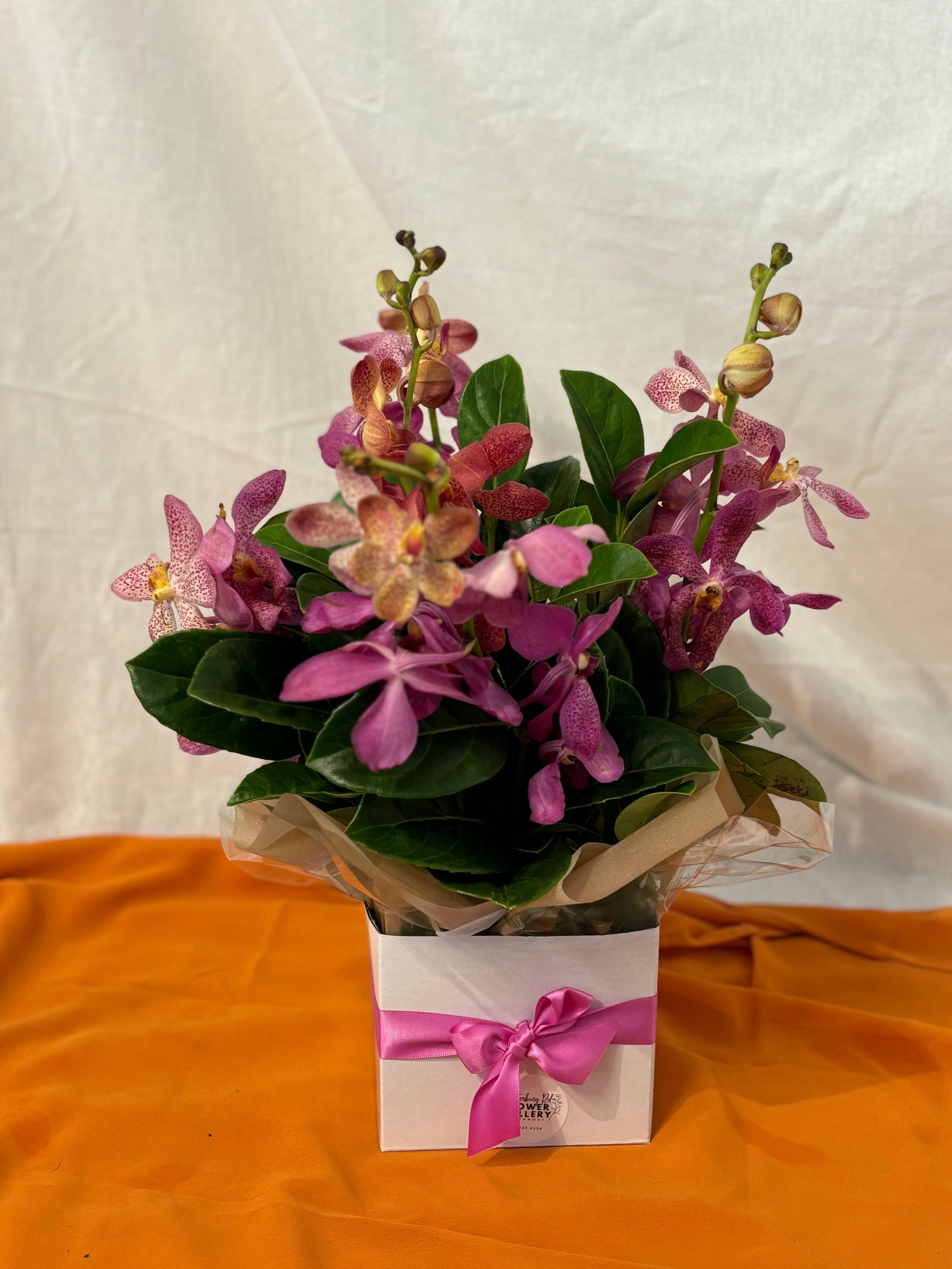 Beautiful Orchid Box Delivered Heathmont & Surrounds | Canterbury Rd ...